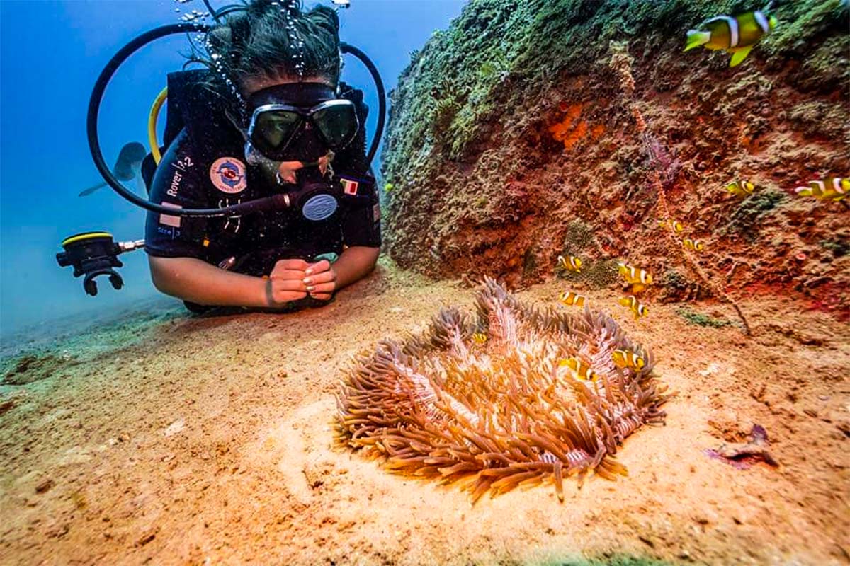 Tauchen in Vietnam: Die 5 beste Orte und Tauchsaison - localvietnam.de